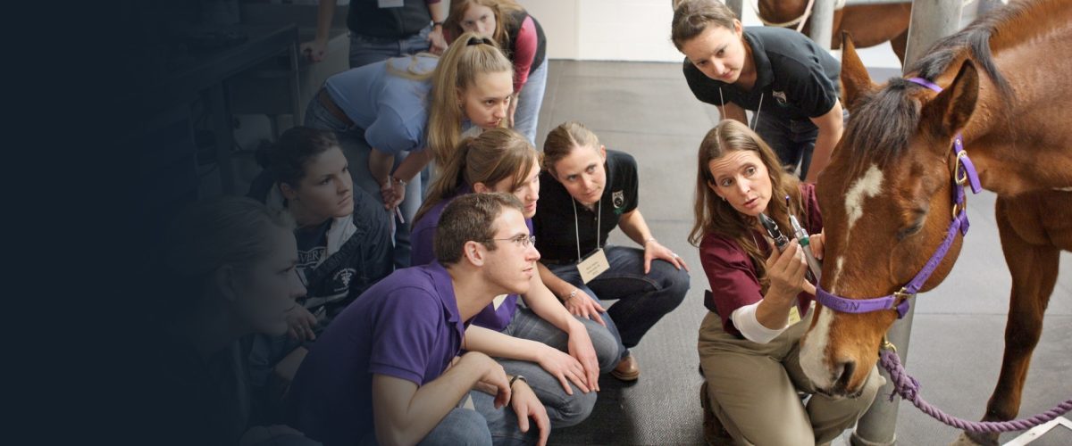 Student Education - The Foundation For The Horse