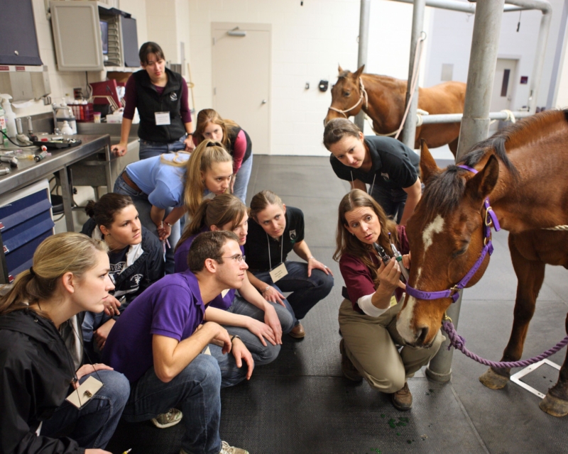 Scholarships Program - The Foundation For The Horse