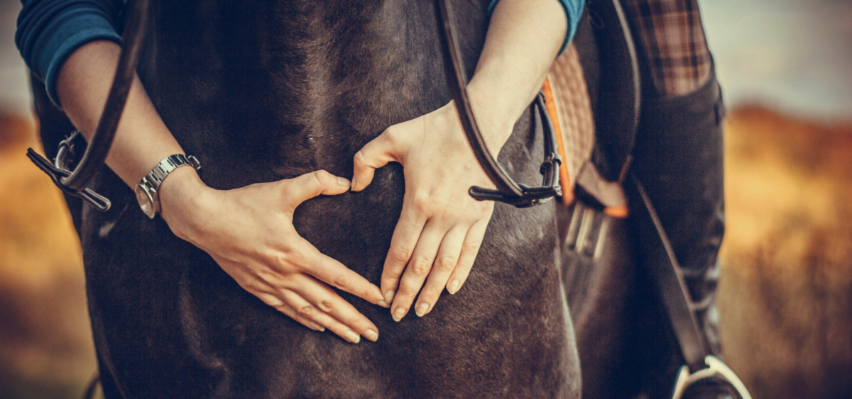 Be A Connector - The Foundation For The Horse